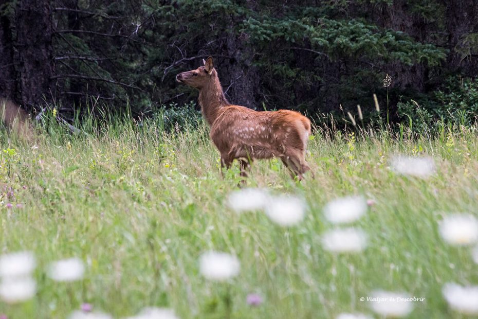 Què veure i fer al Parc Nacional Banff - Viatjar és Descobrir