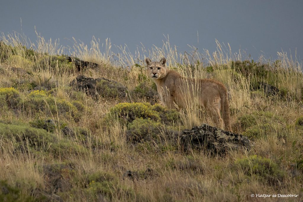 On veure pumes al Parc Nacional Torres del Paine - Viatjar és Descobrir
